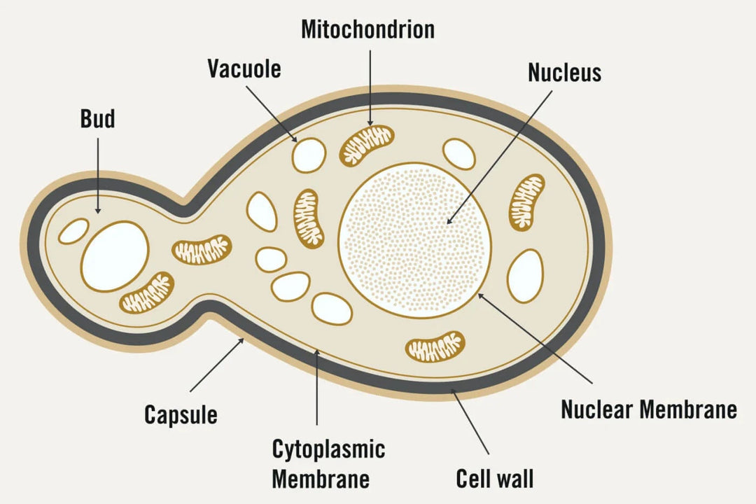 The Structure of a Yeast Cell | Edinburgh Whisky Academy