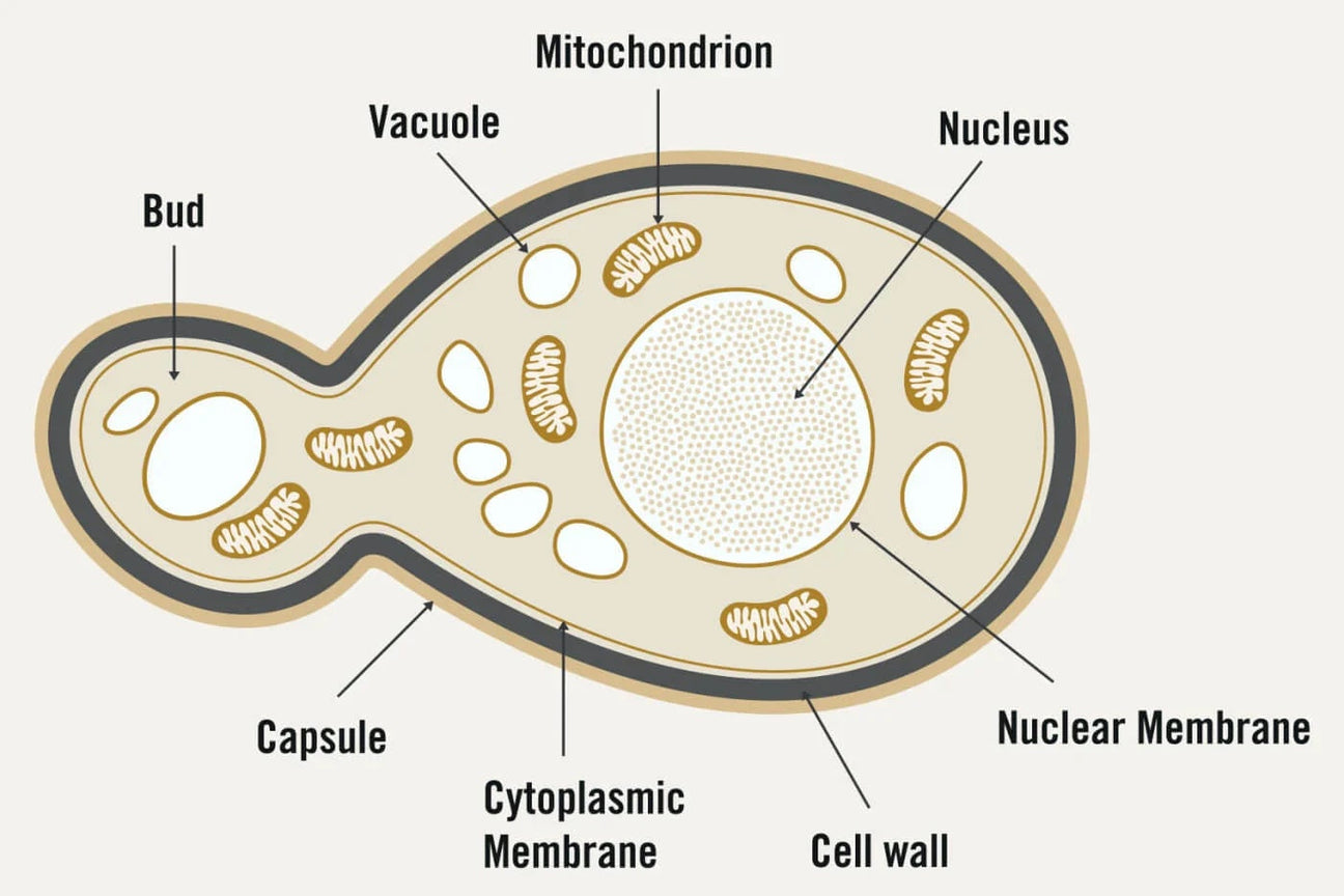The Structure of a Yeast Cell | Edinburgh Whisky Academy