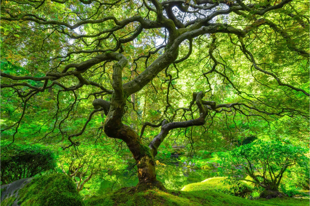 Shortcut: Mizunara oak – Edinburgh Whisky Academy